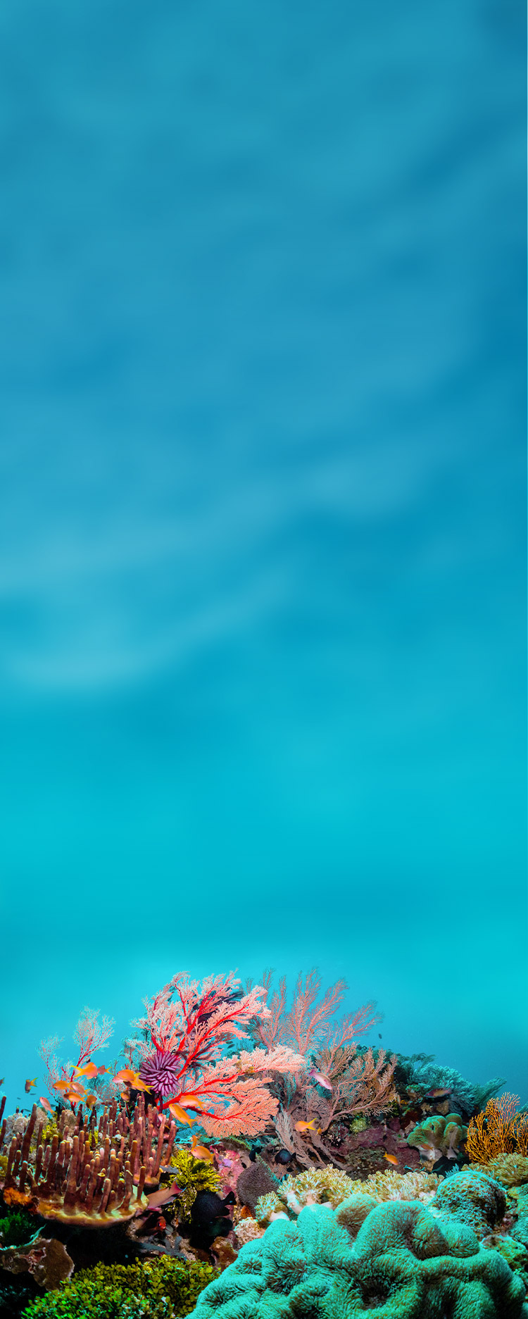 Learn To Dive | Andros, Bahamas