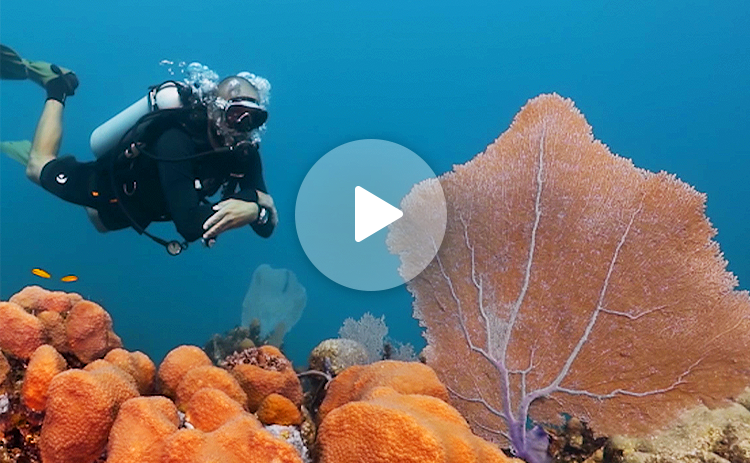 Learn To Dive | Andros, Bahamas
